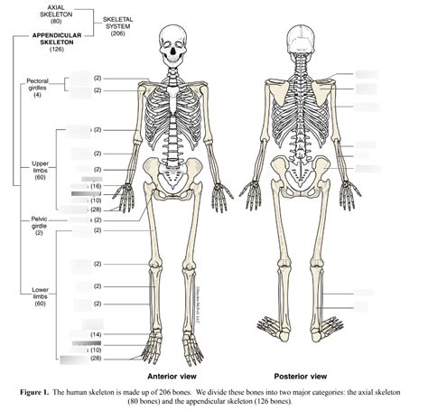 Appendicular Skeleton Diagram Quizlet
