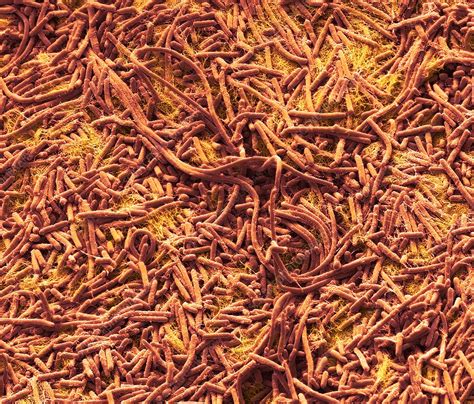 Bacteria From A House Fly Sem Stock Image C0379050 Science