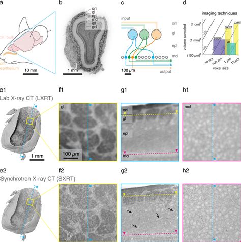 Correlative Multimodal Imaging For Mouse Brain Tissue Samples A