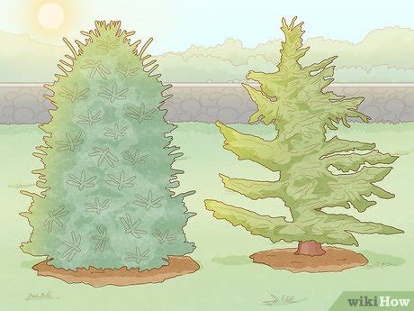 4 Ways To Start A Tree Farm WikiHow