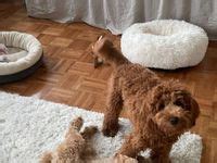 ideeën over Hondjes hondjes schattigste honden schattige dieren