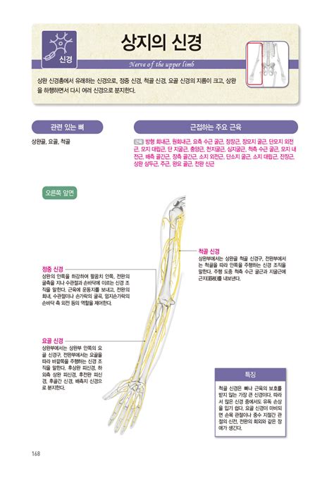 알라딘 미리보기 뼈․관절․인대․신경․혈관 촉진술의 기본