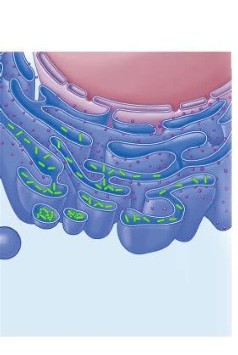 Golgi Apparatus Diagram Quizlet