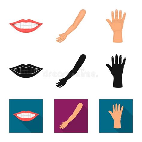 Isolated Object Of Body And Part Sign Set Of Body And Anatomy Stock