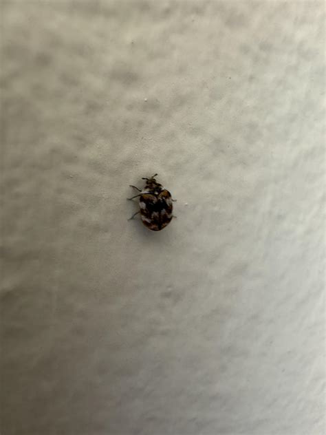 Help Identifying This R Bugidentification