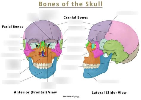Bone Diagram Skull Diagram Quizlet