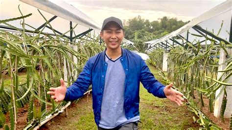 How To Worldwide Protocol In Planting Dragon Fruit Agribusiness How