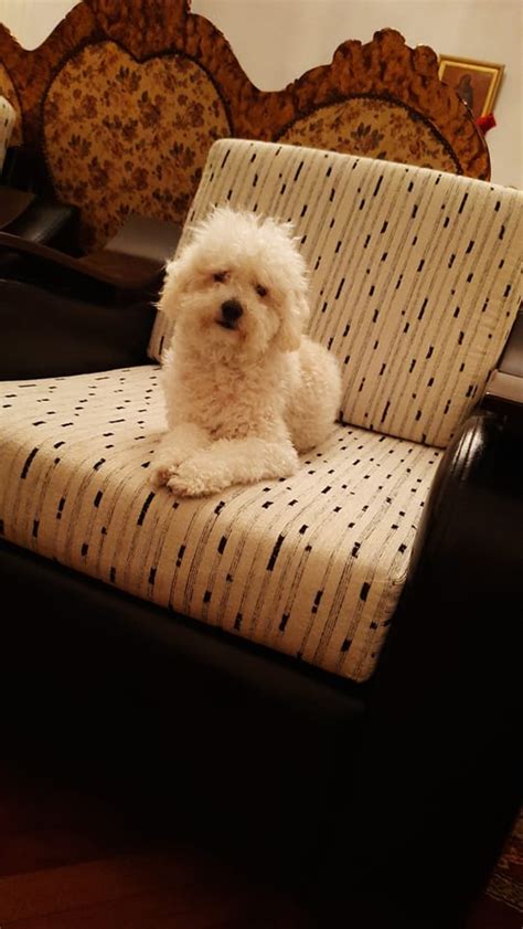 ჯუჯა პუდელი Facebook