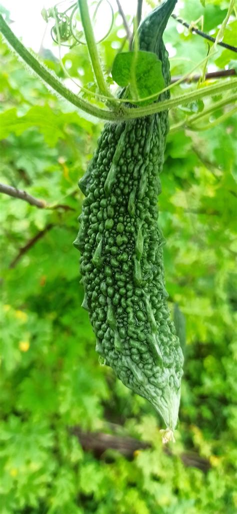 Bitter Melon Fruit Tree Free Photo On Pixabay Pixabay