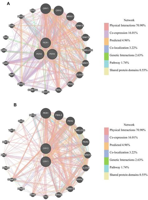 Gene Interactions Among Per1 Per2 Per3 Cry1 And Cry2 In Lung Download Scientific Diagram