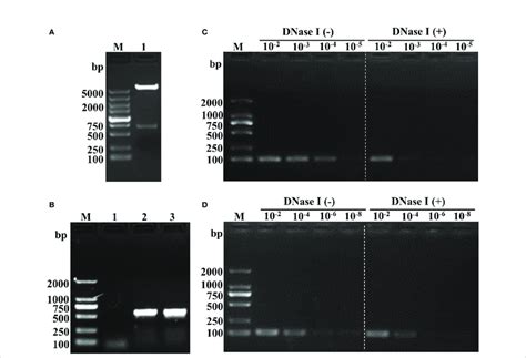 Identification Of Recombinant Plasmid And Feasibility Analysis Of Phage Download Scientific