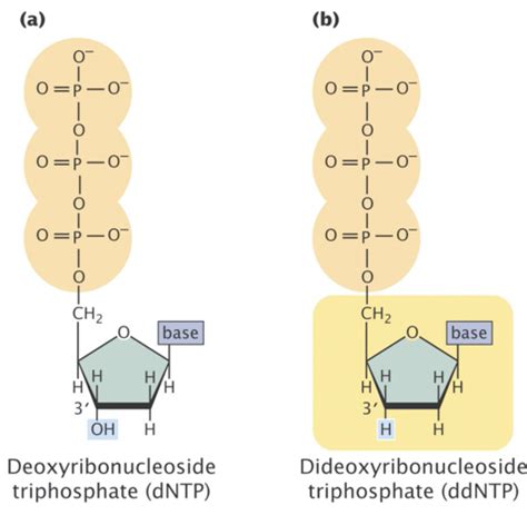 Lecture Set 12 13 Pcr Sanger Sequencing Sequencing And Genomics Flashcards Quizlet