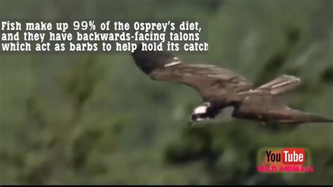 شگفت انگیزترین لحظه ها از پرندگان شکارچی