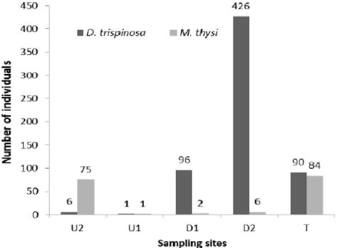 Number Of Shrimp Individuals Caught At The Sampling Sites Download Scientific Diagram