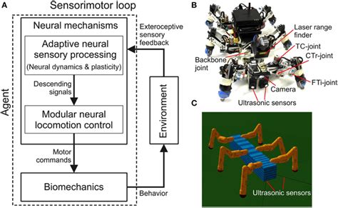 Adaptive Embodied Neural Closed Loop Control Setup And The Real And