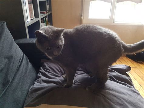Is My Cat Turing Complete Belay The C