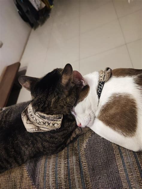 These Idiots Get Real Affectionate With Each Other As Soon As It Gets Below 27 Degrees C R Aww
