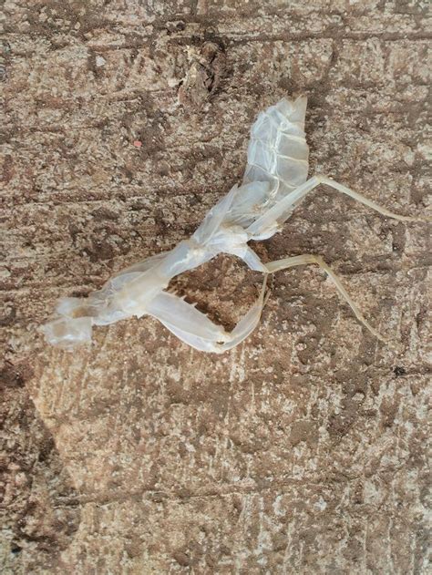 Skeleton Of Grasshopper