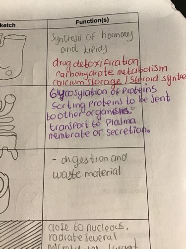 Cell Bio Lab 3 Flashcards Quizlet