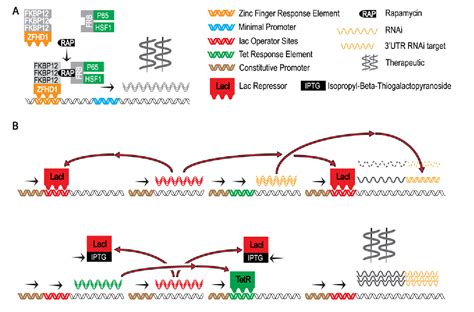 Figure 3 From Gene Switches For Deliberate Regulation Of Transgene Expression Recent Advances