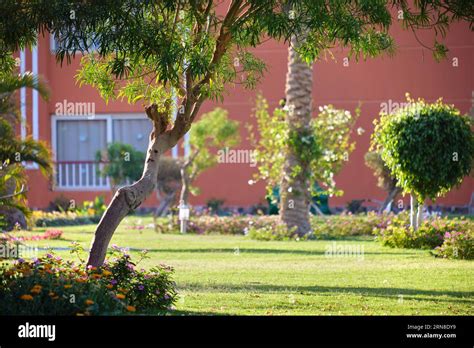 Big Tree Growing In Green Lash Grass Agriculture And Gardening Stock