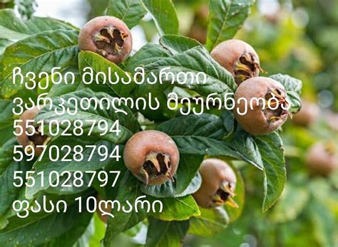 ვარკეთილის სანერგე მეურნეობას ვარდის ნერგები 597028794