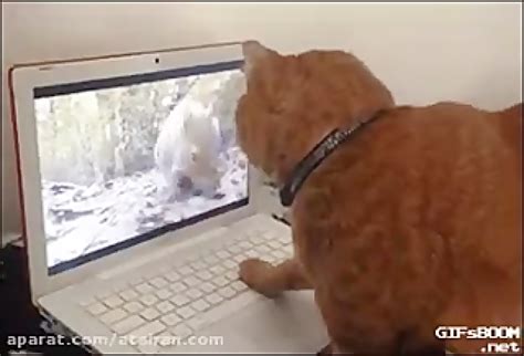 گربه خنگ تا حالا ندیدی ،ببین