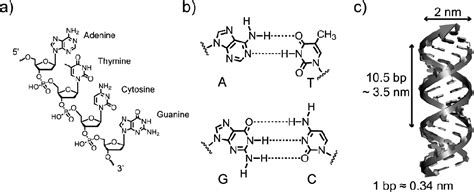 Figure 17 From Dna Based Control Of Protein Activity Semantic Scholar
