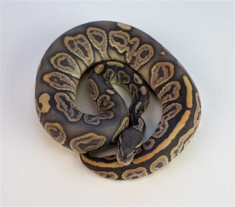Leopard Ball Python Morph Info Appearance Pictures And Care Guide