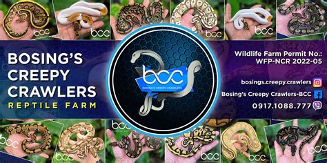 amazeballs reptiles ph twins 🐍🐍 ballpython ballpythons