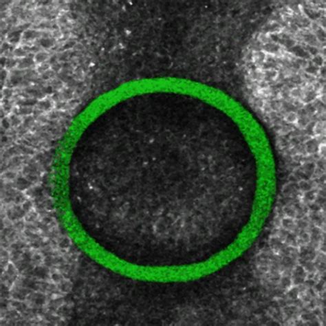 The Photonics Leader Interview Tadashi Maruno President Hamamatsu Photonics Electro Optics