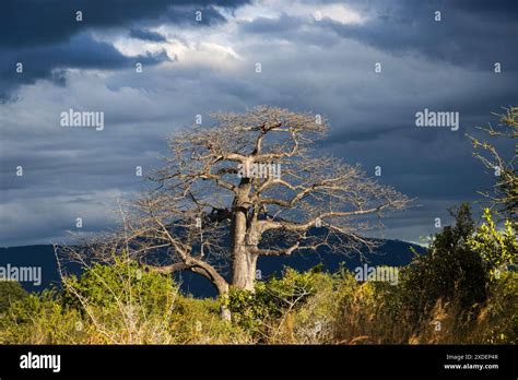 A Massive Ancient Baobab Stands Highlighted In Sunlight As Storm Clouds