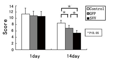 Transplantation With Svv Mscs Improved Neurological Function The Score Download Scientific