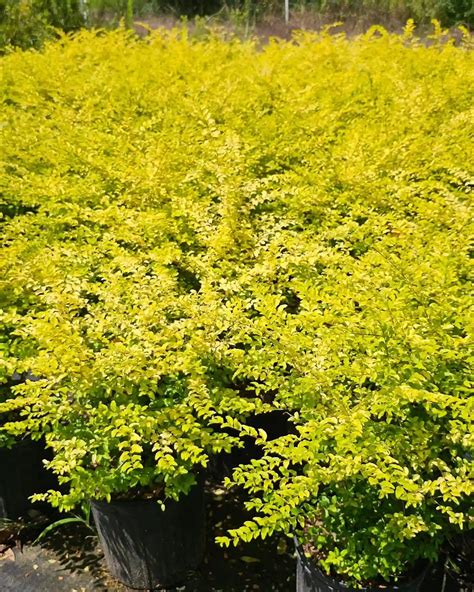 Sunshine Ligustrum Dieback Causes Symptoms And Management