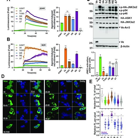 textbfgpcr binding of arrestin 3 mutants with shifted conformational