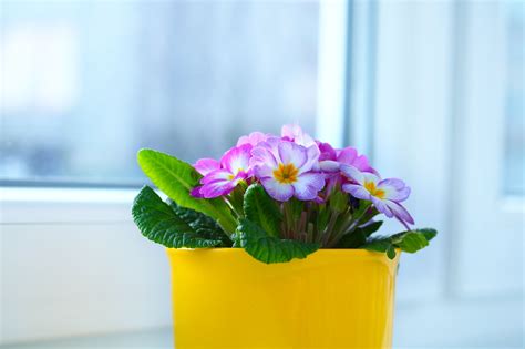 window primrose flowerpot free photo on pixabay pixabay