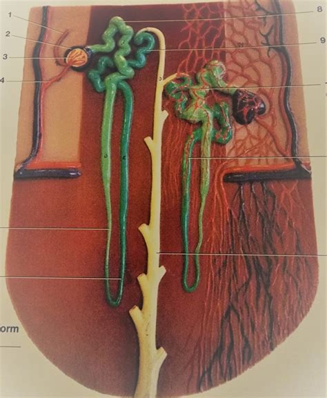 Nephron Urinary System Diagram Quizlet
