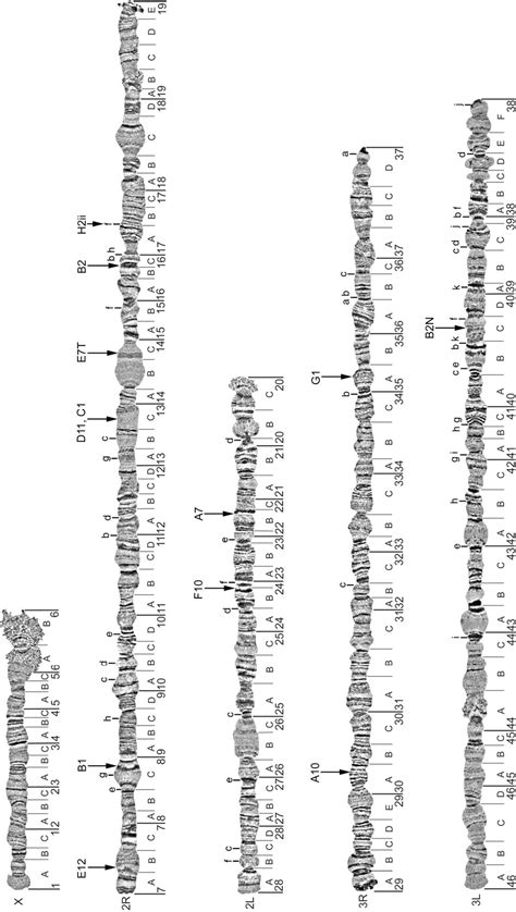 Figure 1 From An Integrated Chromosome Map Of Microsatellite Markers And Inversion Breakpoints