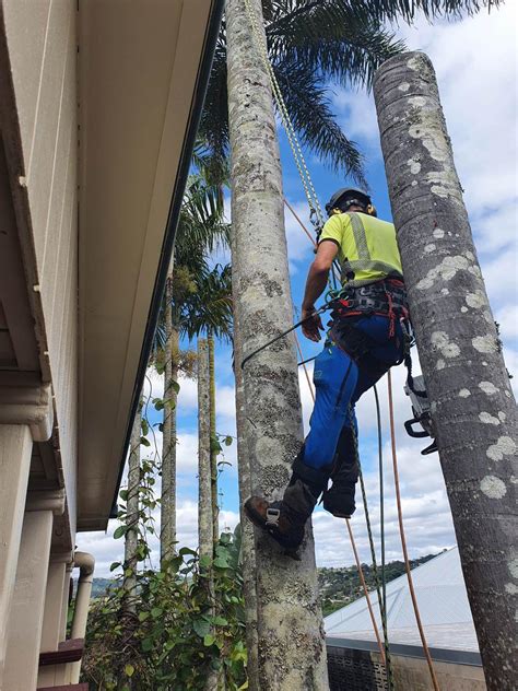 TREE PRUNING SUNSHINE COAST Branching Out Tree Services Tree Removal Sunshine Coast Stump