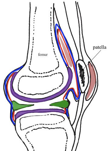 Joint Flashcards Quizlet