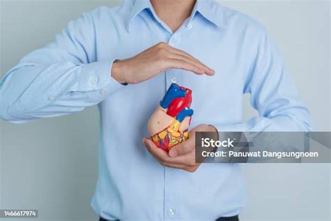인간의 심장 모델을 들고 있는 남자 심혈관 질환 죽상 동맥 경화증 고혈압 심장 판막 심장 대동맥 폐창 세계 심장의 날 및 건강 개념 9월에 대한 스톡 사진 및 기타 이미지
