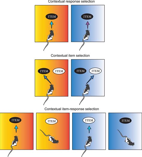 Categorization Of Contextual Behavior Contextual Behaviors Are Grouped