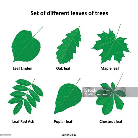 Different Types Of Tree Leaves