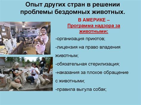 Бездомные животные презентация онлайн