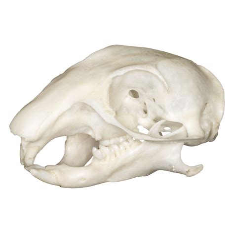 Real Ground Squirrel Skull For Sale Skulls Unlimited International Inc