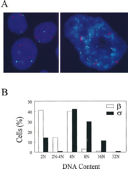FISH Analysis Of R Expressing Cells A Representative Examples Of Download Scientific Diagram