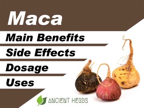 Maca Root Benefits Uses Dosage And Side Effects