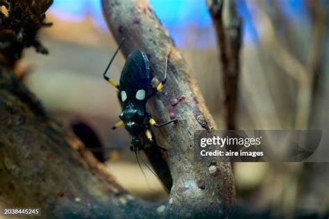 Closeup Of A Killer Bug Walking On A Branch Of A Tree In A Zoo At