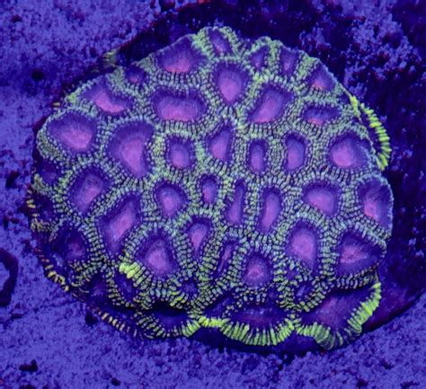 Favia Ocean World Aquariums