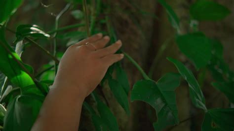 An Asian Woman Touching The Green Leaves On The Big Tree While Wearing A Green Scarf And A Pink